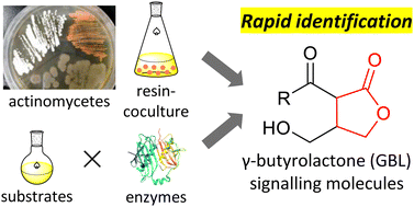 Identification of γ-butyrolactone signalling molecules in diverse ...