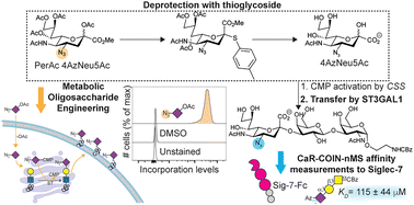 Synthesis of 4-azido sialic acid for testing against Siglec-7 and in ...