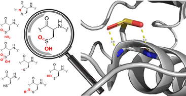 Cysteine sulfinic acid and sulfinylated peptides - RSC Chemical Biology ...