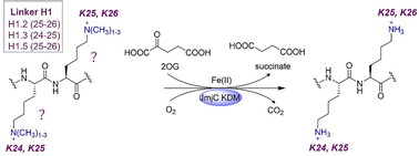 Investigating the N-terminal linker histone H1 subtypes as substrates ...