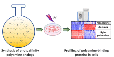 Profiling polyamine–protein interactions in live cells through ...