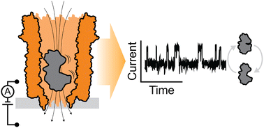 Dynamics of single enzymes confined inside a nanopore - RSC Chemical ...