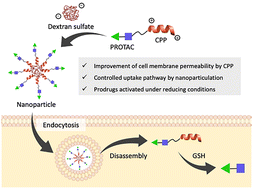 Reductively activated CPP–PROTAC nanocomplexes enhance target ...