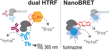 High-throughput assay for measuring target occupancy of covalent ...