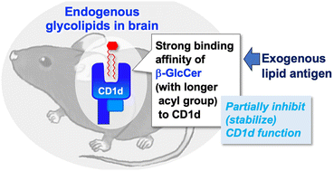 Lipid structure-dependent CD1d functional stabilization and ...