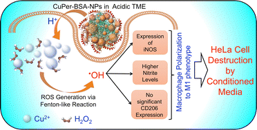 Copper peroxide incorporated BSA-NPs: a pH-responsive, self-supplying ...