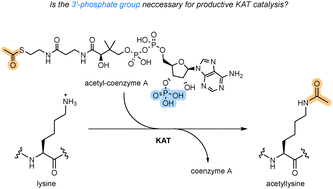 Importance of the 3′-phosphate group of acetyl-coenzyme A for efficient ...