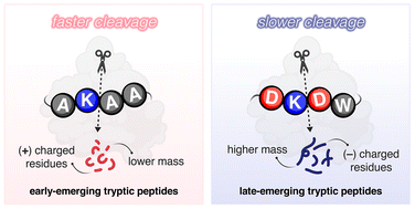 Beyond the known cuts: trypsin specificity in native proteins ...