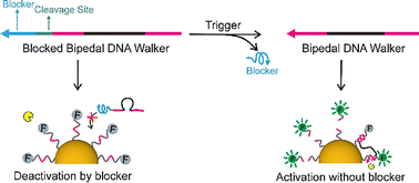 A signal amplifier engineered with a cleavable stochastic bipedal DNA ...