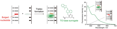 Triplex formation-mediated fluorescence sensing of single bulge ...