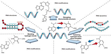Chemical decoding strategies for detecting RNA modifications, dynamics ...
