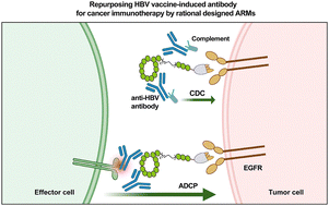 Repurposing vaccine-induced anti-HBV antibodies for endogenous ...