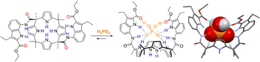 A calix[4]pyrrole functionalized with an amidoindole ester for the ...