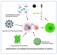 Applications of fluorescent probes in the detection and monitoring of ...