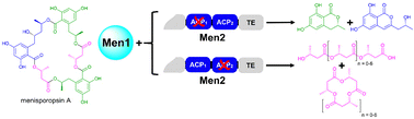 Distinct roles of tandem acyl carrier protein domains in the assembly ...