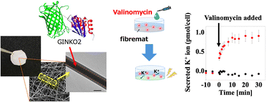 Potassium ion fluorescent sensing in chemically stimulated mammalian ...