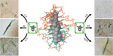 Insights into the crystal packing interactions of a 960-nm-emissive DNA ...