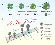 Perovskite-gold shell composite nanoprobe for trimodal lateral flow ...