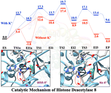 Deacetylation mechanism of histone deacetylase 8: insights from QM/MM ...