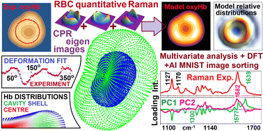 Red blood cell Raman microscopy: modelling sub-cellular biochemistry ...