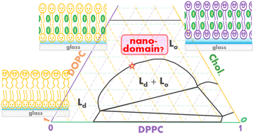 A macroscopically homogeneous lipid phase exhibits leaflet-specific ...