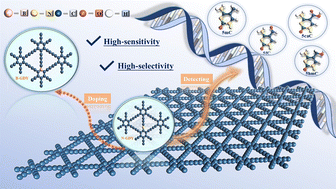 B/N modified GDY as a rare base 2D sensor: a first-principles study ...