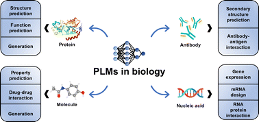 Pre-trained language models for protein and molecular design - Physical ...