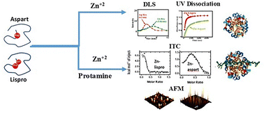 Protamine and zinc binding-induced conformational effects on insulin ...