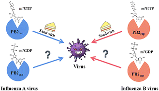 Selectivity mechanism of the PB2 cap-binding domain of influenza A and ...
