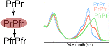 Detection of a hybrid PrPfr state in the dark reversion of a bathy ...