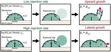 Injection rate control on the growth direction in chemical gardens ...