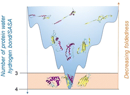 Solvent accessible surface area normalized protein–water hydrogen bonds ...