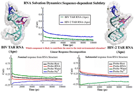 Conformational and environmental determinants of RNA solvation dynamics ...