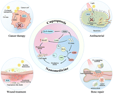 Cuproptosis: mechanisms and nanotherapeutic strategies in cancer and ...