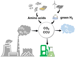 Homogeneous catalytic hydrogenation of CO2 – amino acid-based capture ...