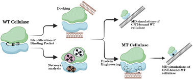 Protein engineering of cellulase enzymes for enhanced binding to single ...