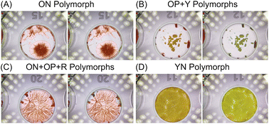 AI-driven robotic crystal explorer for rapid polymorph identification ...