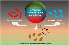 Polynuclear transition metal complexes: emerging agents for bacterial ...