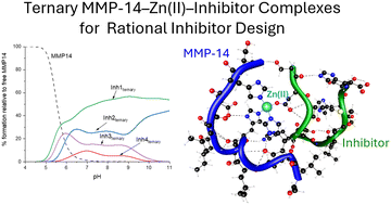 Physicochemical characterization of MMP-14 active site-Zn(ii)-peptide ...