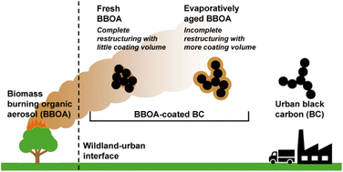 Dependence of black carbon restructuring on the volatility of biomass ...