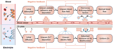 Bio-inspired hormonic electrolyte: negative feedback for ultra-stable ...