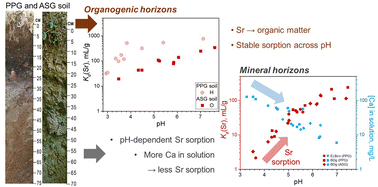 Mechanisms of Sr sorption in peaty-podzolic-gleyic and alluvial soddy ...