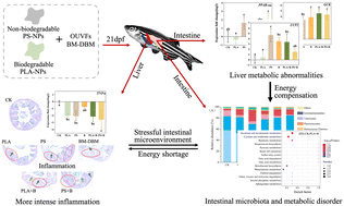 Interactive toxicity of non-/biodegradable NPs and butyl ...