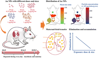 The accumulation and tissue distribution of gold nanoparticles in ...