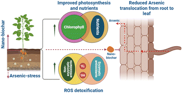 Recuperative potential of nano-biochar to alleviate arsenic toxicity in ...