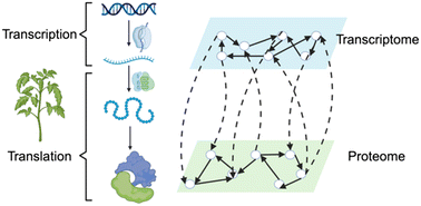 Integration of transcriptomics and proteomics data for understanding ...