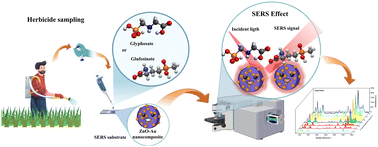 Valorization of Sargassum spp. for bio-inspired synthesis of ZnO/Au ...