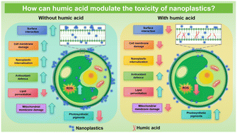 Humic acid can mitigate or magnify nanoplastic toxicity to freshwater ...