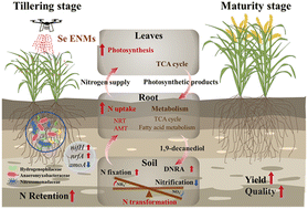 Selenium engineered nanomaterials enhance soil nitrogen retention and ...