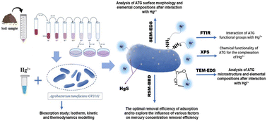 Agrobacterium tumefaciens GV3101 (ATG): an emerging green biosorbent ...